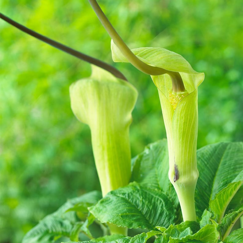 Jack-in-the-pulpit (arisaema Triphyllum) - Etsy