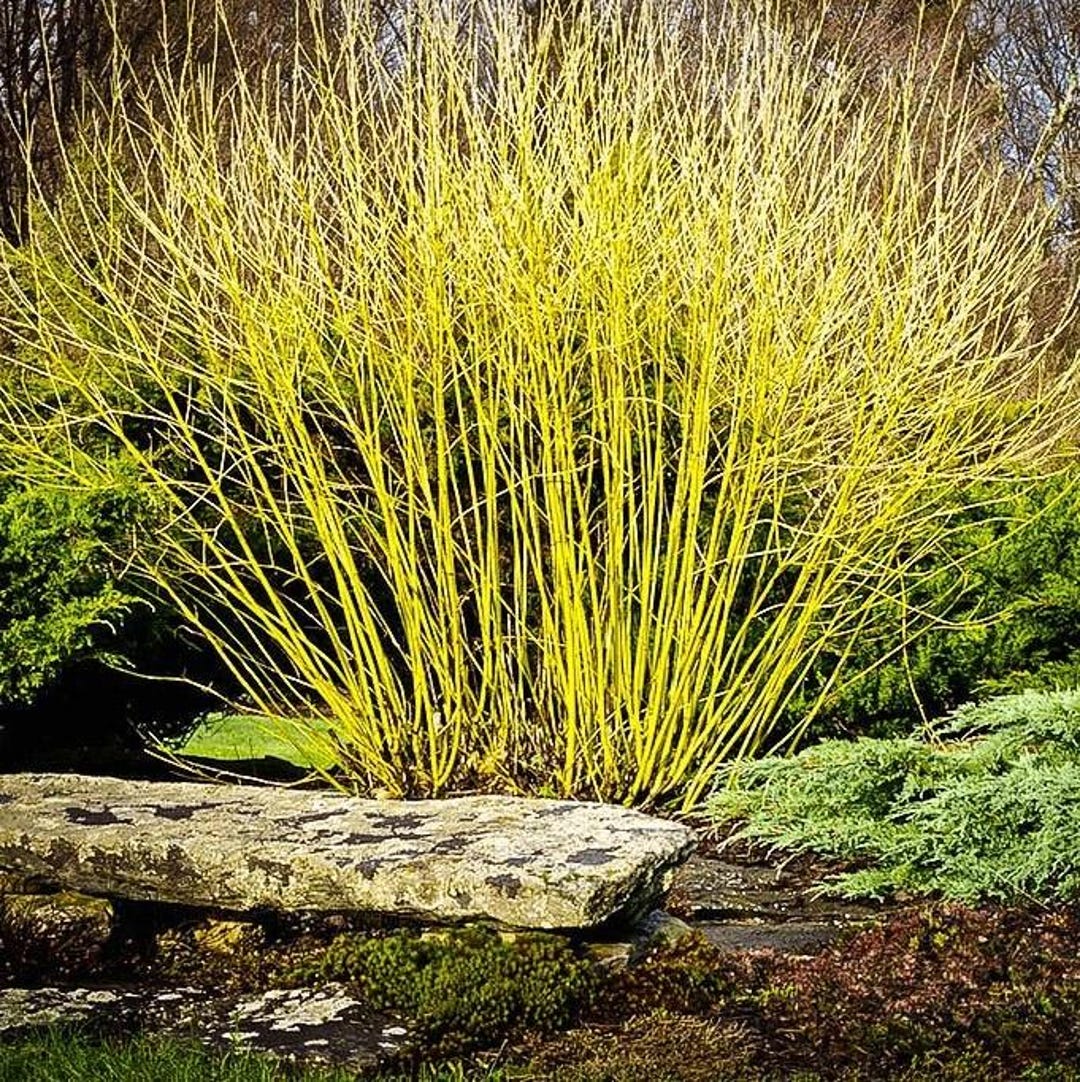 Yellow Twig Dogwood Shrub/bush (cornus Lutea)4'' Pot - Etsy
