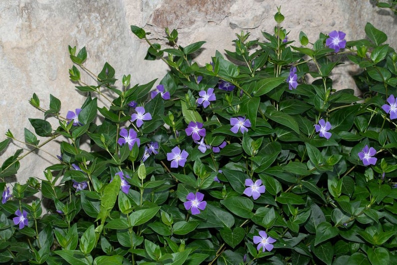 Vinca Vine (periwinkle) 3.5 in Pot - Etsy