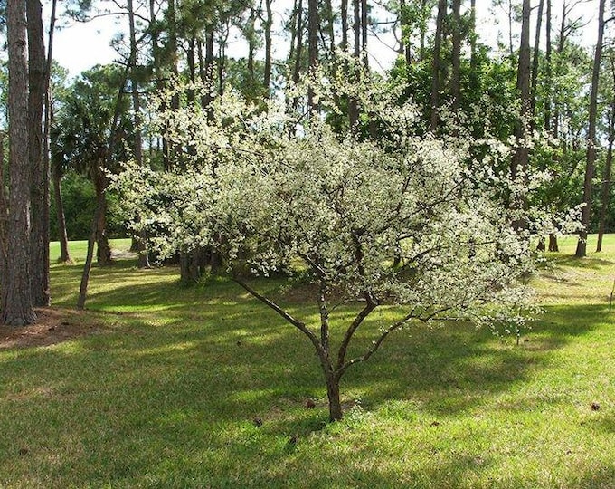 Wild Plum Tree, Prunus Americana, American Plum, Native Plum, Wild ...