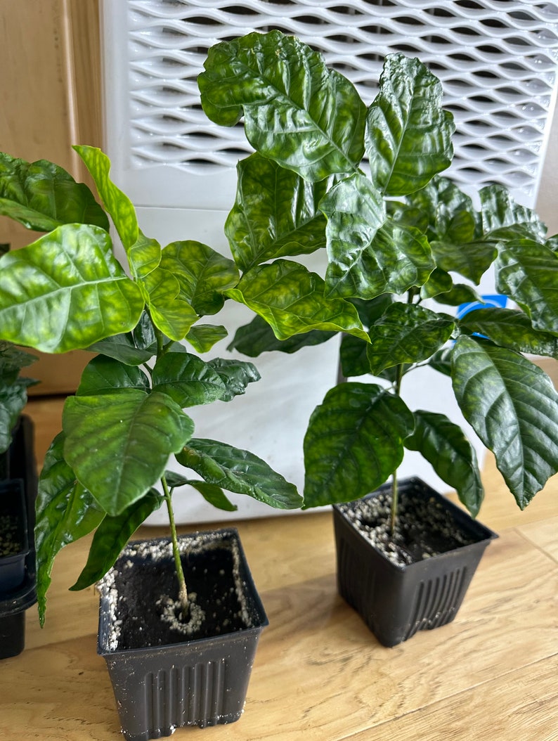 Wampee Tree Wampi Tree Huang Pi Fruit Plant 12-15 - Etsy