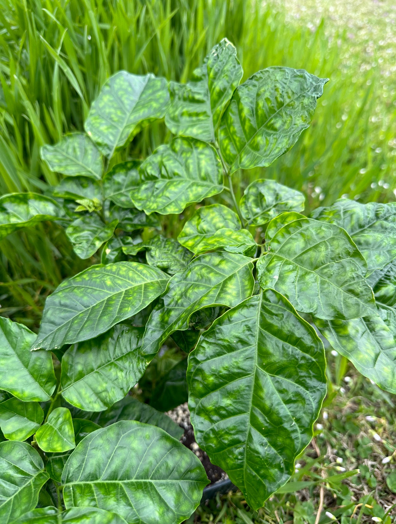 Wampee Tree Wampi Tree Huang Pi Fruit Plant 12-15 - Etsy