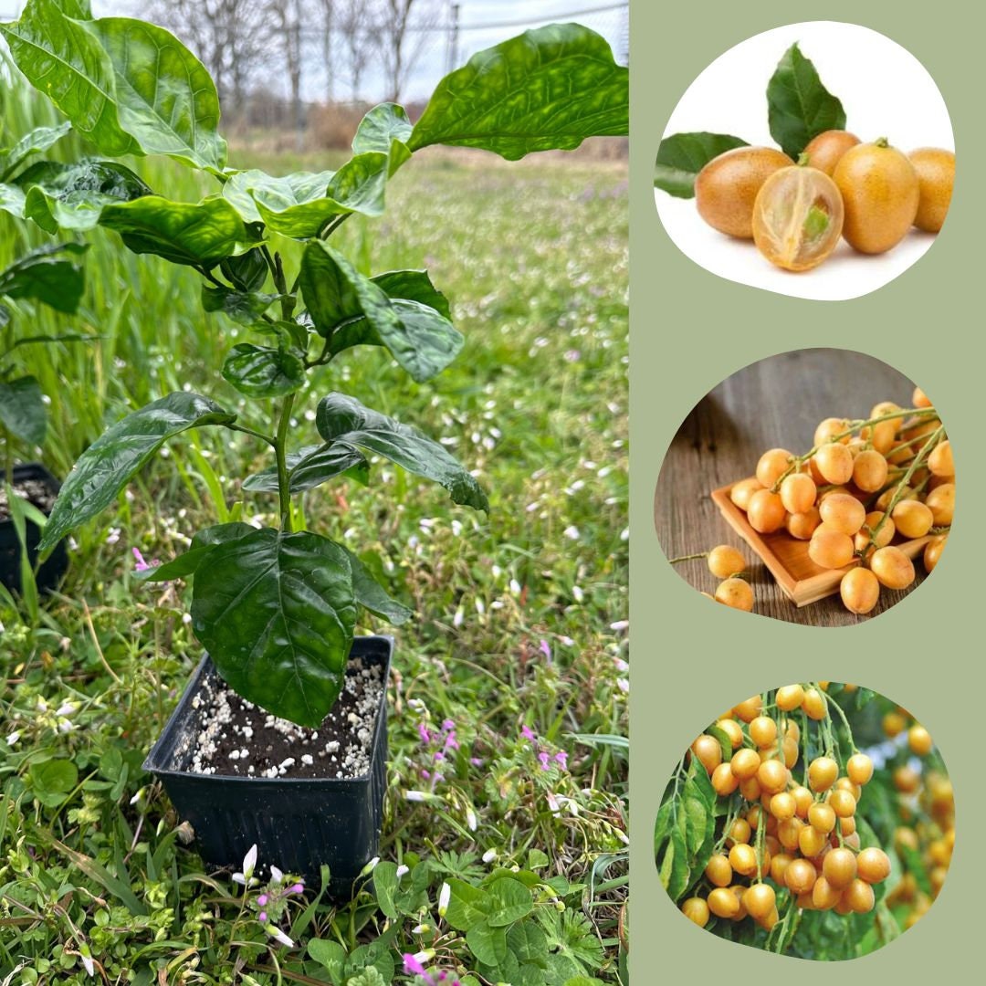 Wampee Tree Wampi Tree Huang Pi Fruit Plant 12-15 - Etsy