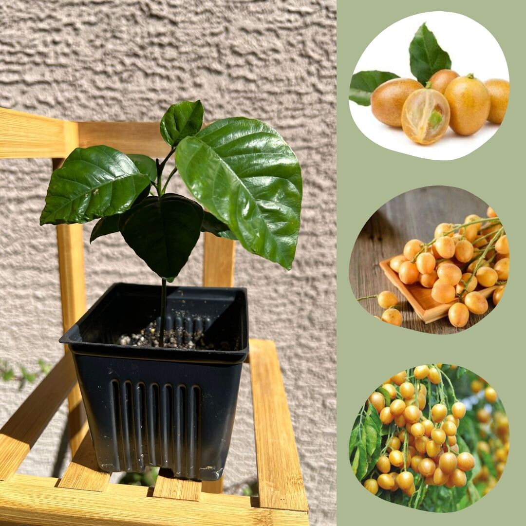 Wampee Tree Wampi Tree Clausena Lansium Potted Tree Fruit Plant 68 - Etsy