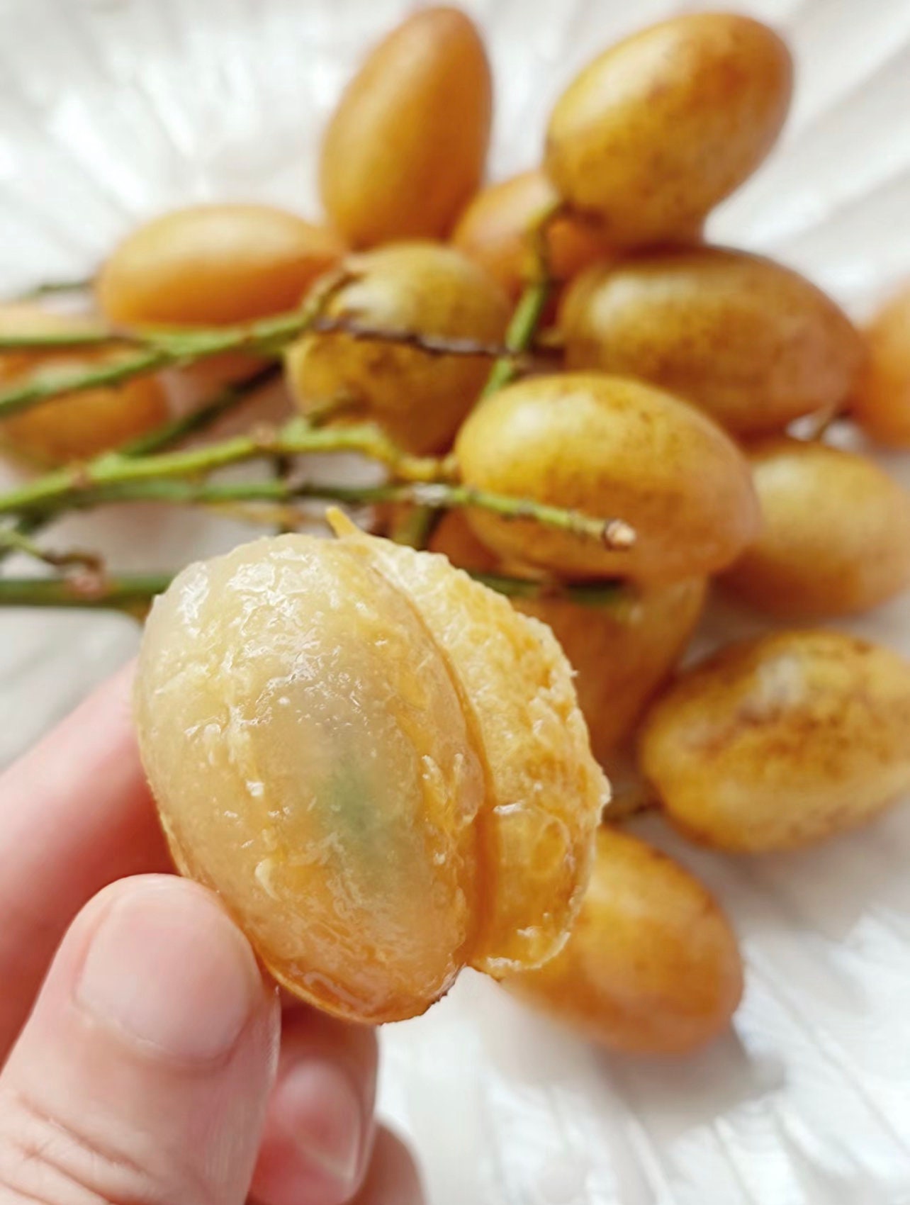 Wampee Tree Wampi Tree Huang Pi Fruit Plant 12-15 - Etsy