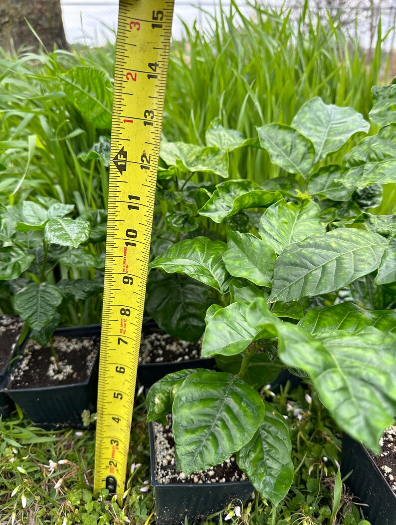 Wampee Tree Wampi Tree Huang Pi Fruit Plant 12-15 - Etsy