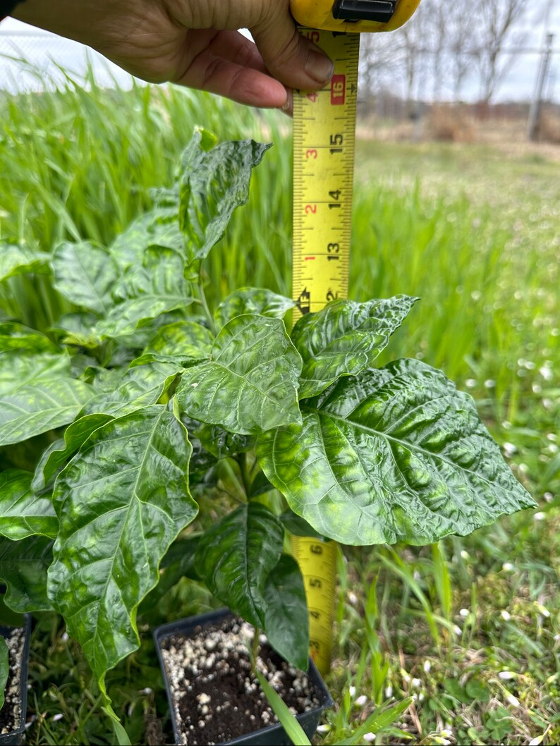 Wampee Tree Wampi Tree Huang Pi Fruit Plant 12-15 - Etsy