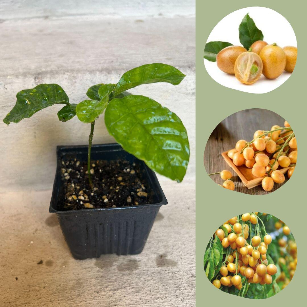 Wampee Tree Wampi Tree Clausena Lansium Potted Tree Fruit Plant 68 - Etsy