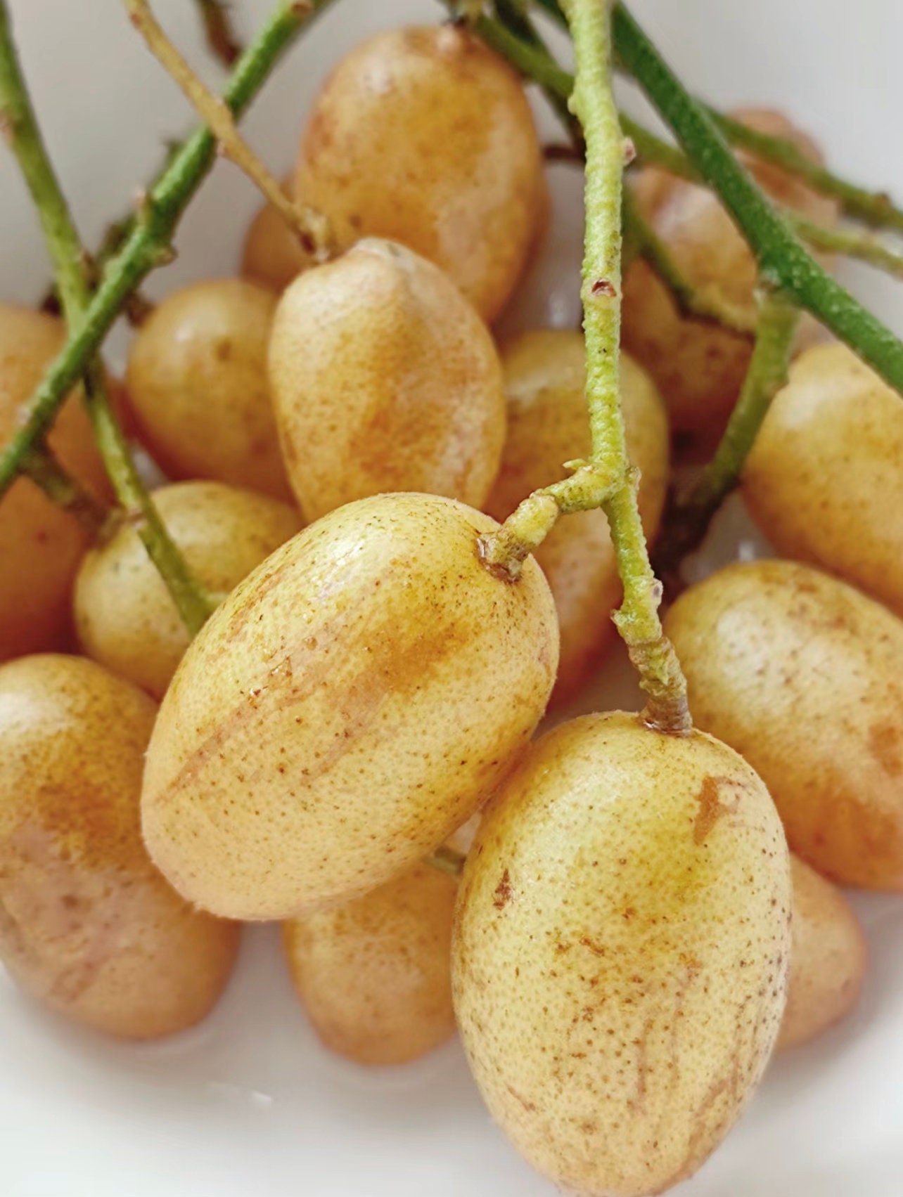 Wampee Tree Wampi Tree Clausena Lansium Potted Tree Fruit Plant 911 - Etsy