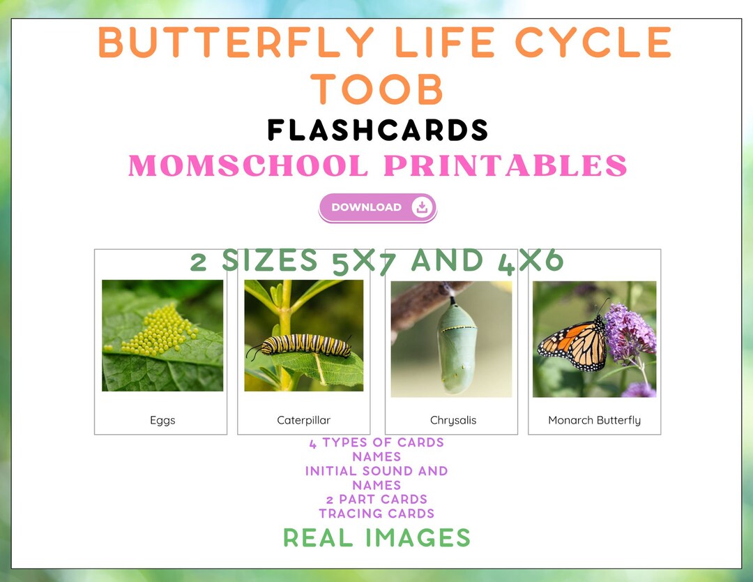 Butterfly Life Cycle Toob Safari LTD Identification Flashcards ...