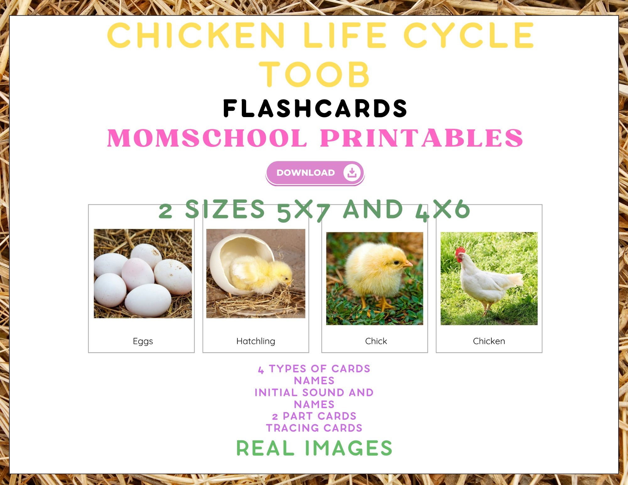 Chicken Life Cycle Toob Safari LTD Identification Flashcards, Chicken ...