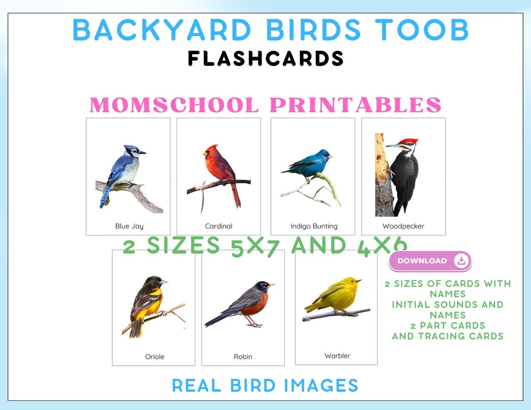 Backyard Birds Toob Safari LTD Identification Flashcards, Bird ...