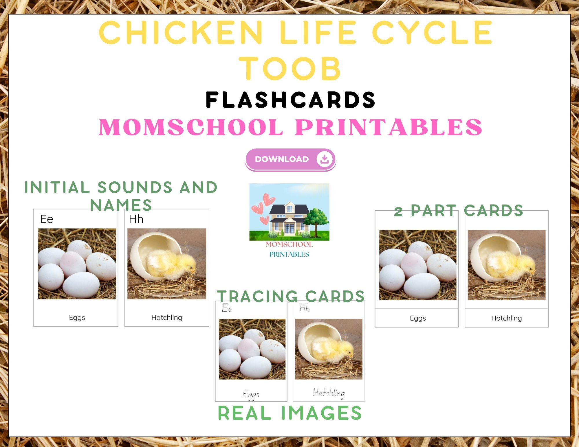 Chicken Life Cycle Toob Safari LTD Identification Flashcards, Chicken ...