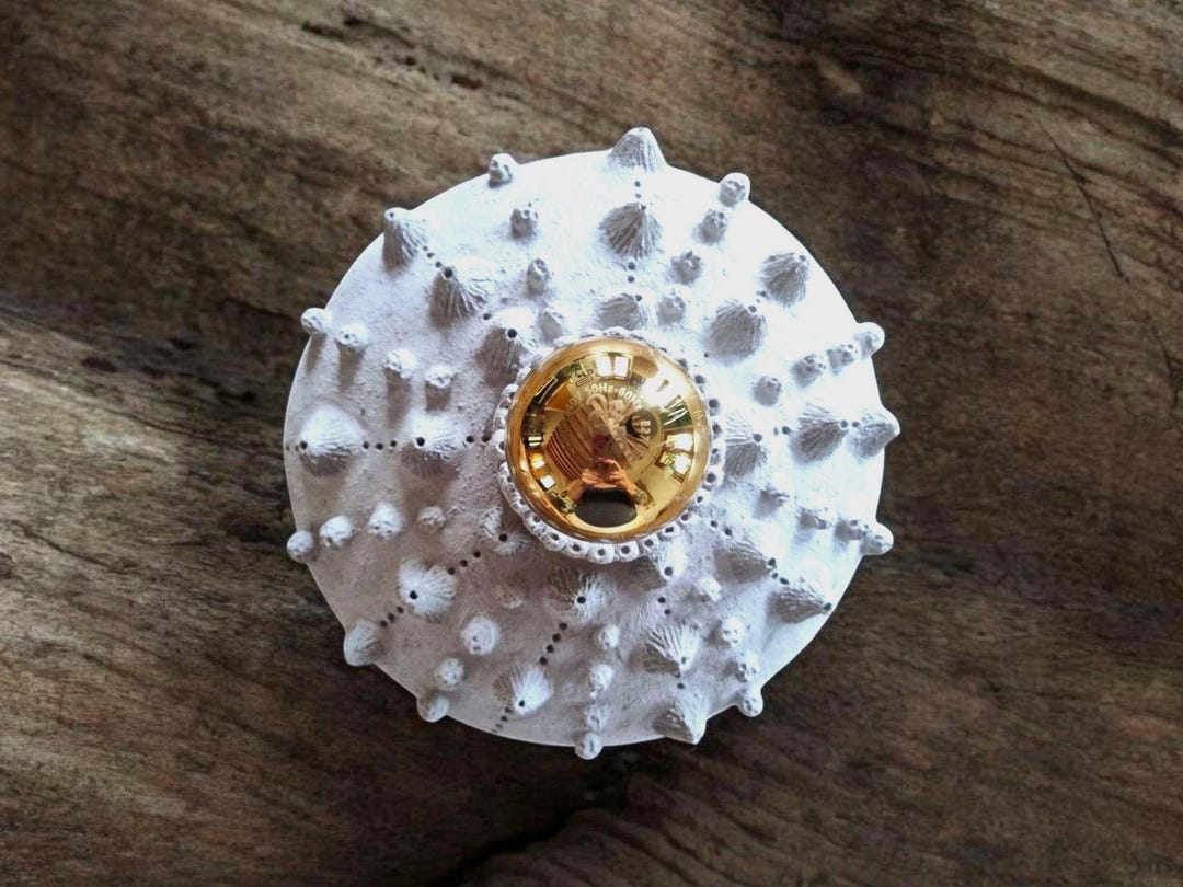 Exceptional Hand-shaped Ceramic Wall Lamp Barnacle Shell Sconce Coral ...