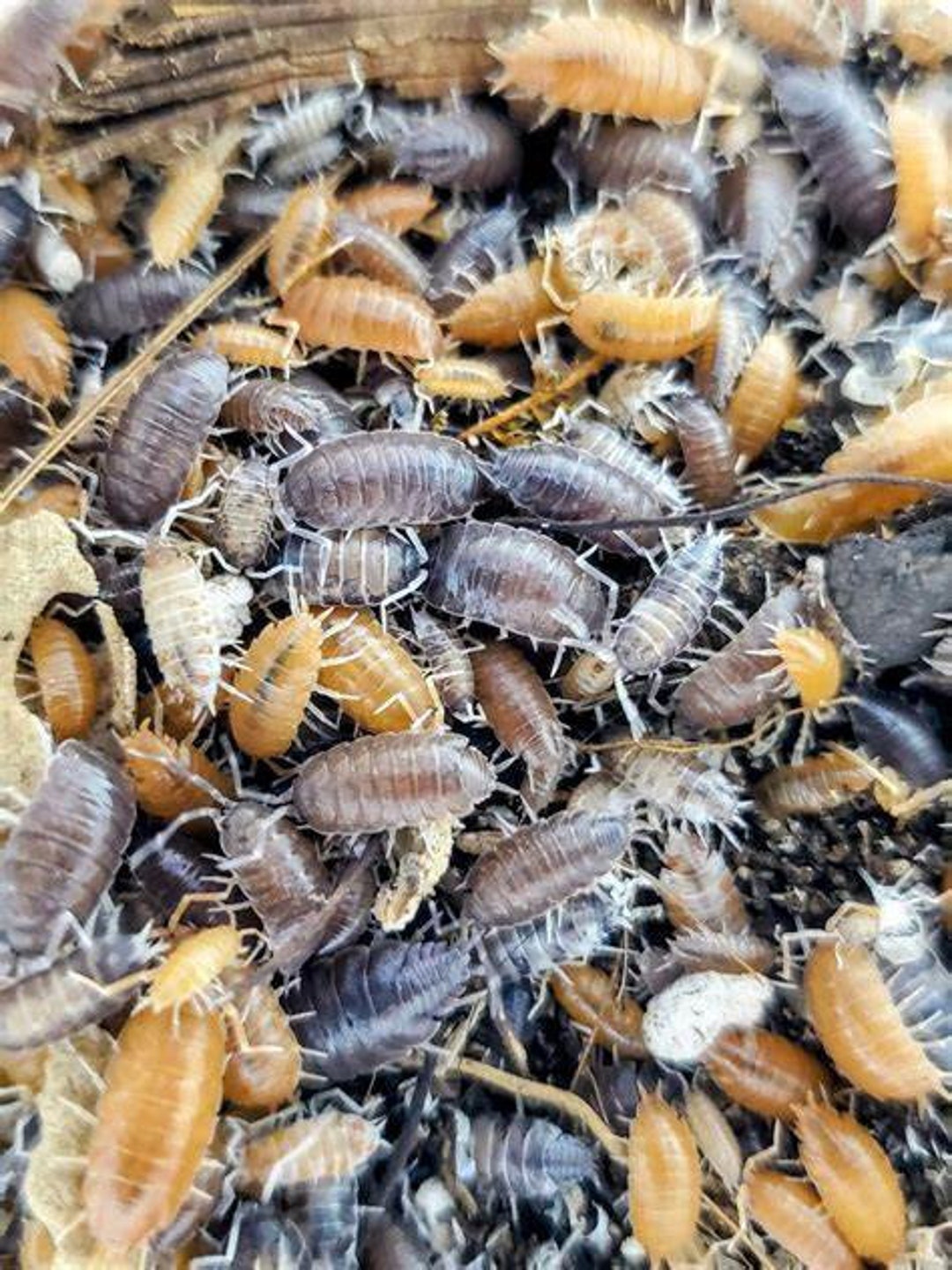 35 Mixed Isopods Clean up Crew Bioactive Woodlice - Etsy UK