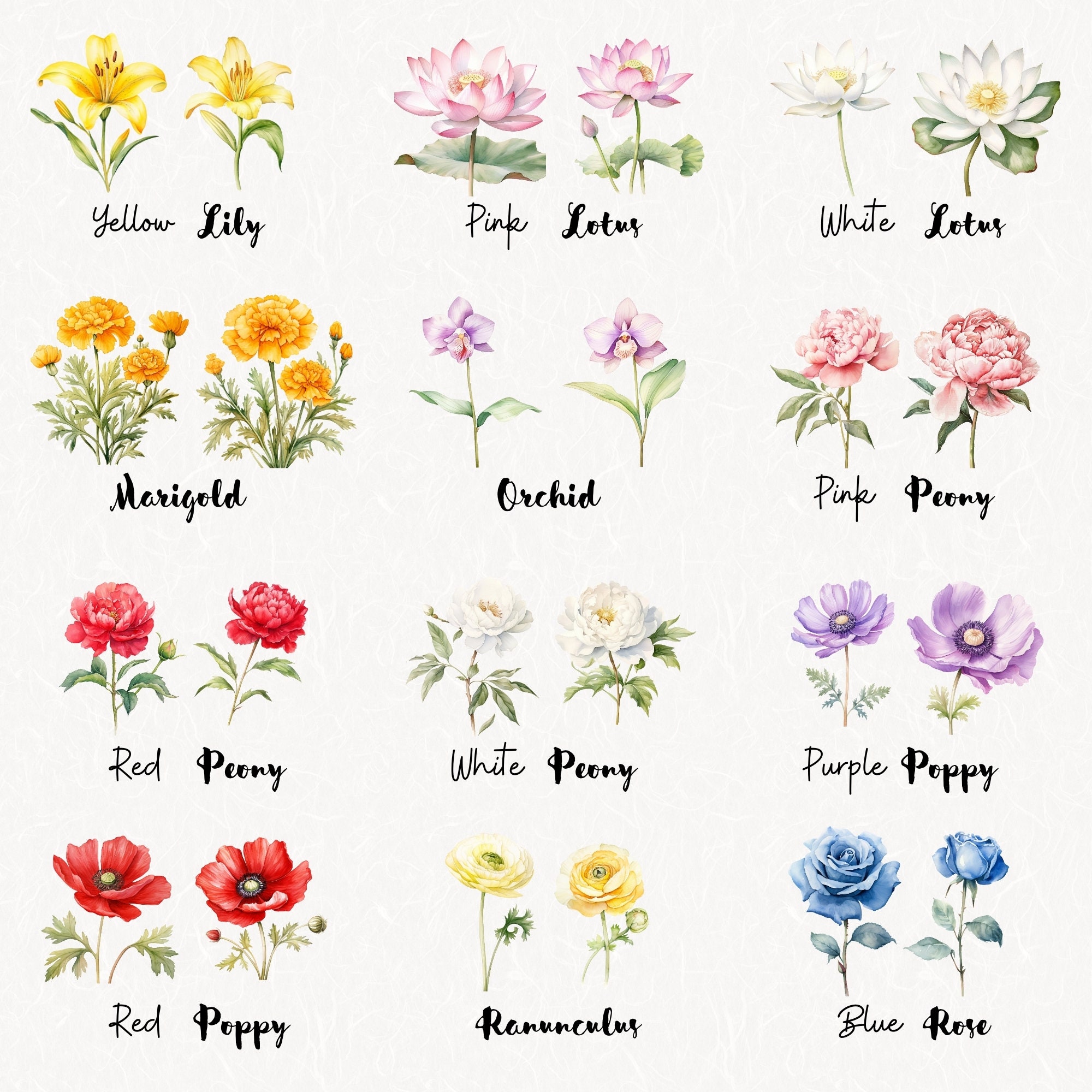 Watercolor Wildflower Clipart, Floral PNG Designs, Digital Flowers ...