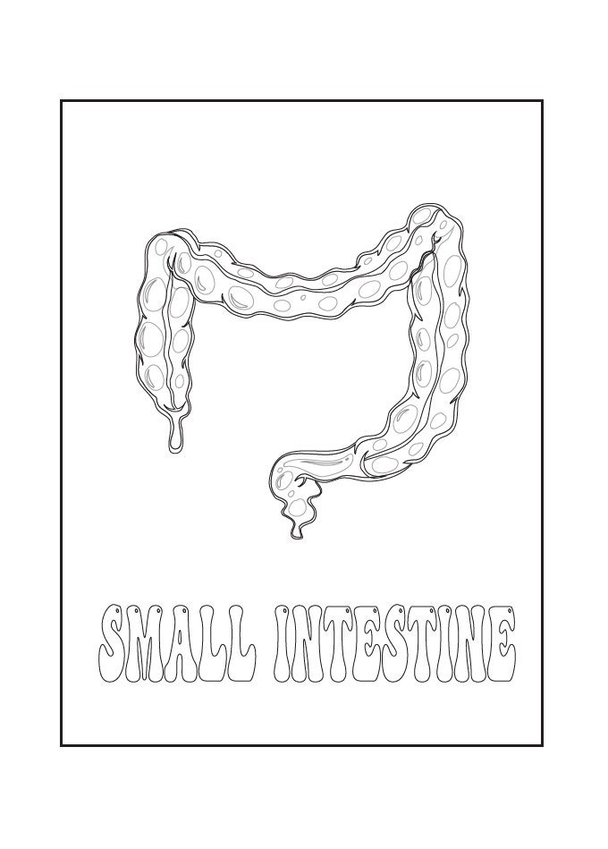 Printable Human Body Systems Worksheets for Kids | Organs | Coloring ...