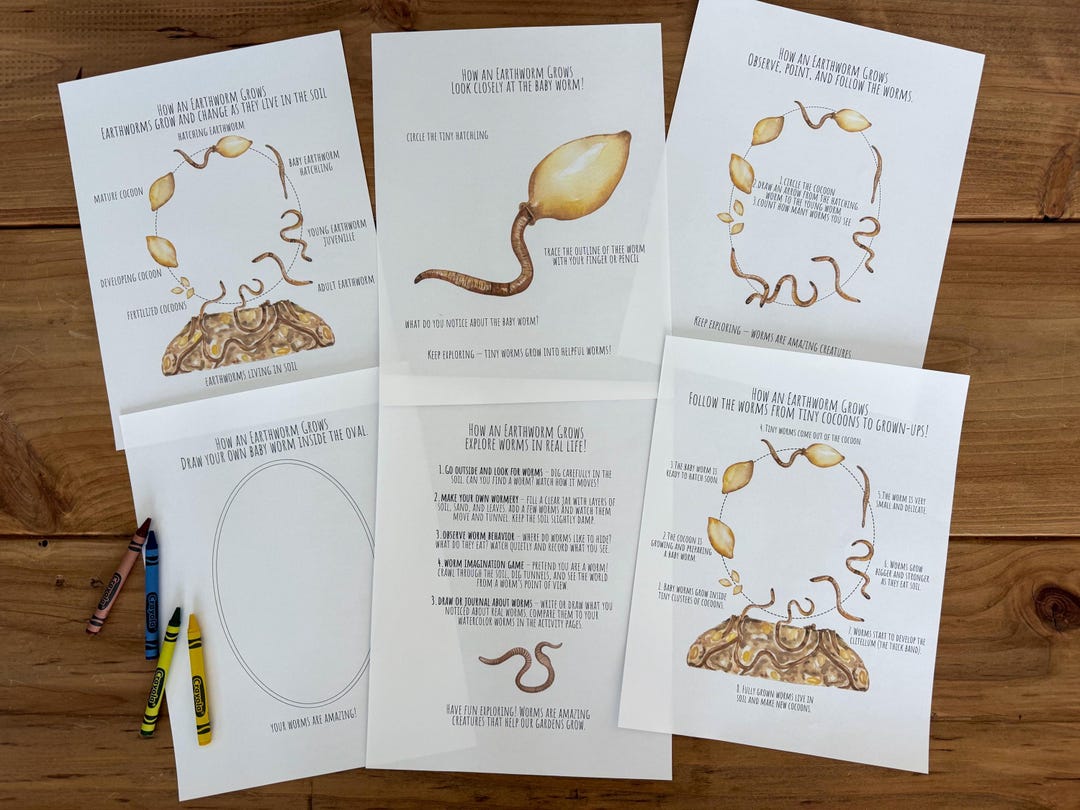 How an Earthworm Grows – Free 6-page Watercolor Life Cycle & Activity ...