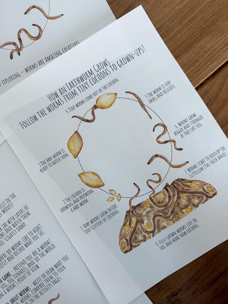 How an Earthworm Grows – Free 6-page Watercolor Life Cycle & Activity ...