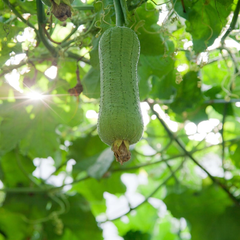 Luffa Seeds - Etsy