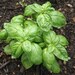 Genovese Basil Herb Heirloom 50+ Count Organic Seeds - Etsy