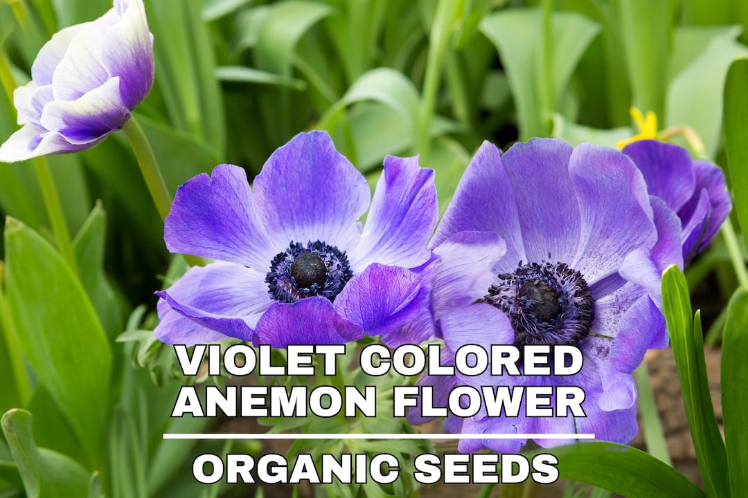 Violet Colored Anemone Organic Flower Seeds, 5+ Count Organic Pulsatilla Vulgaris Seeds ...