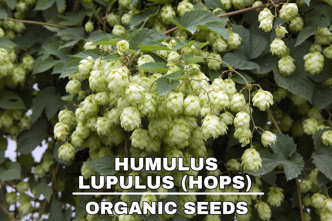 Humulus Lupulus (hops) Organic Seeds, Humulus Lupulus (hops) Seed, Hop ...