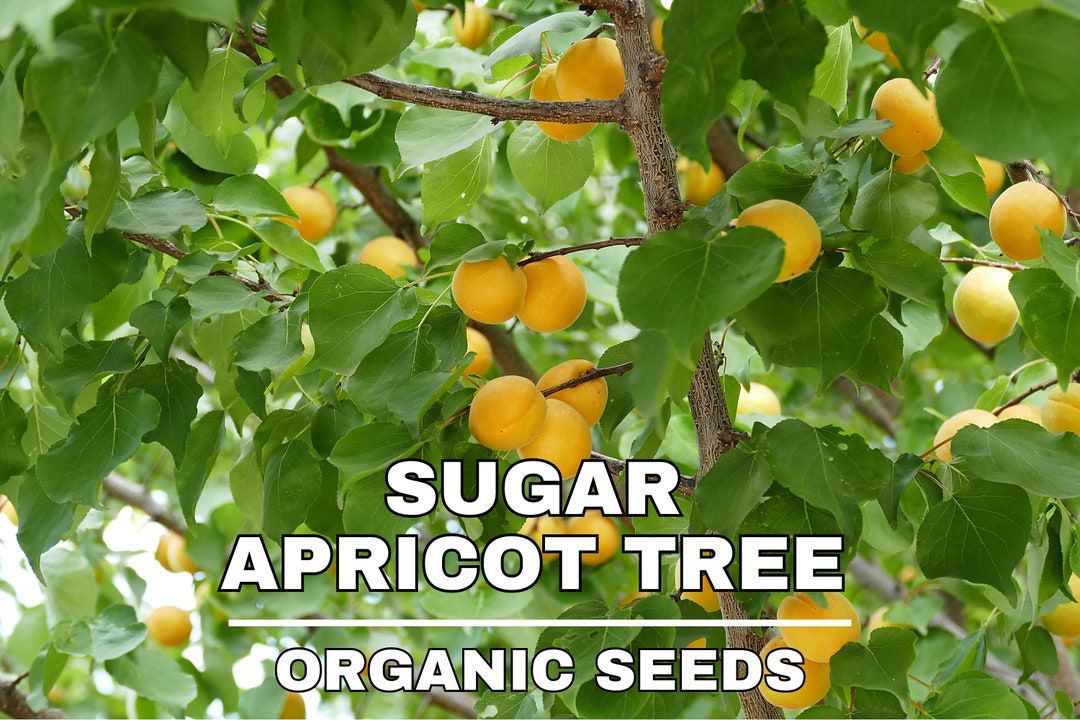 Sugar Apricot Tree Organic Seeds, 5+ Count Sugar Apricot Tree Seeds ...
