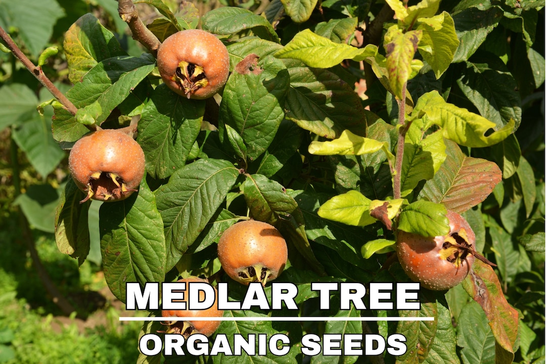 Mispel-Baum Bio-Samen, 10+ Count, Mispel-Fruchtsamen, Hausgartenarbeit ...