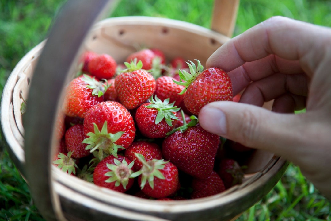 Giant Strawberry Organic Seeds, 50+ Count Giant Strawberry Seeds, Home ...