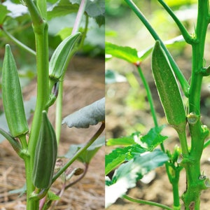 Clemson Spineless Okra Seeds , 50+ Count Organic Okra Heirloom Seeds ...