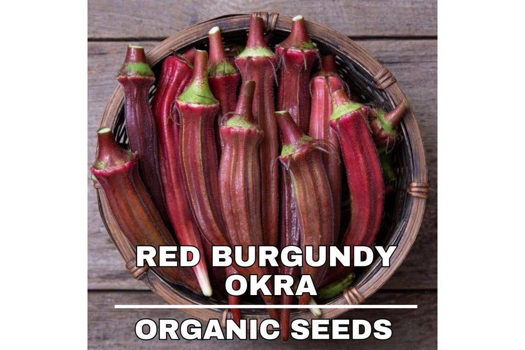 Red Burgundy Okra Seeds, 50+ Count Organic Red Burgundy Okra Seeds ...