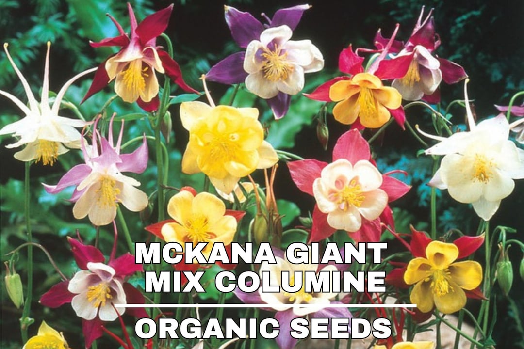 Columbine, Mckana Giant Mix Flower Seeds, 25+ Count Organic Aquilegia ...