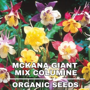 Columbine, Mckana Giant Mix Flower Seeds, 25 Count Organic Aquilegia ...