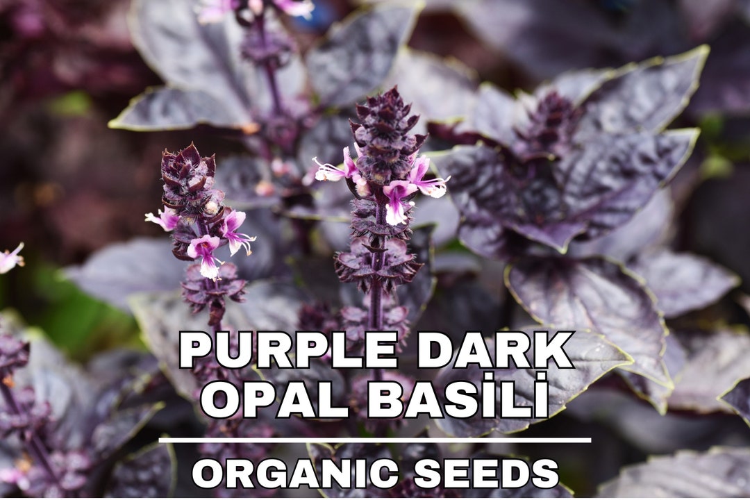 Dark Purple Opal Basil Seeds, Organic Opal Basil Seeds,high Germination ...