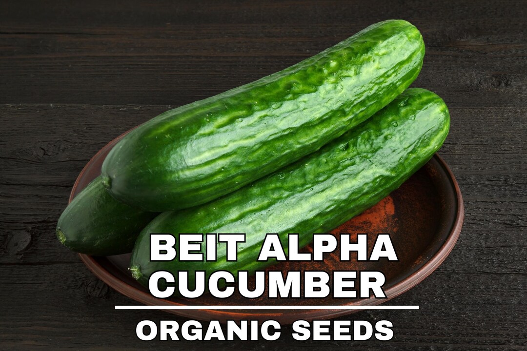 Cucumber, Beit Alpha Seeds, 30+ Count Organic Beit Alpha Cucumber Seeds ...