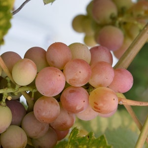 Pink Grape Organic Seeds, 10+ Count Pink Grape Seeds, Home Gardening ...