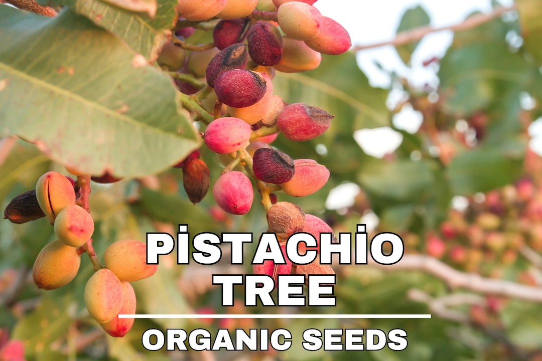 Pistachio Tree Organic Seeds, 10+ Count Pistachio Tree Seeds, Home ...