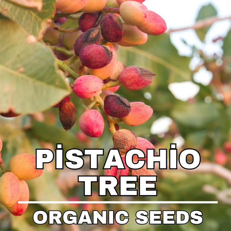 Pistachio Tree Live - Etsy