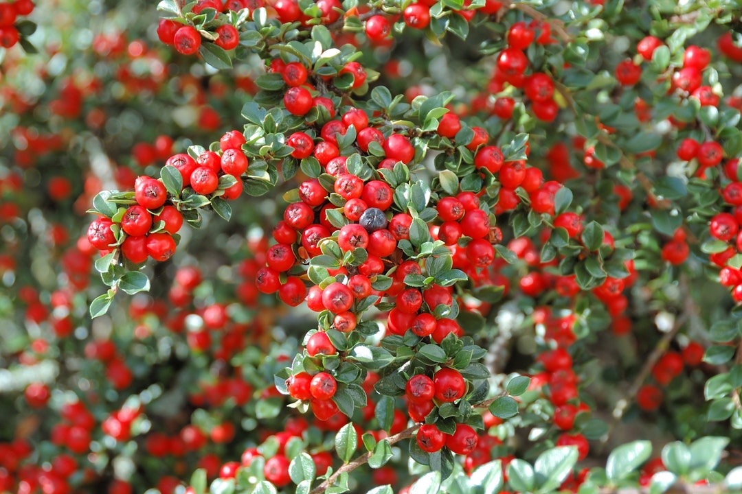 Rowanberry Tree Organic Seeds, 5+ Count, Rowanberry Fruit Seed, Home ...