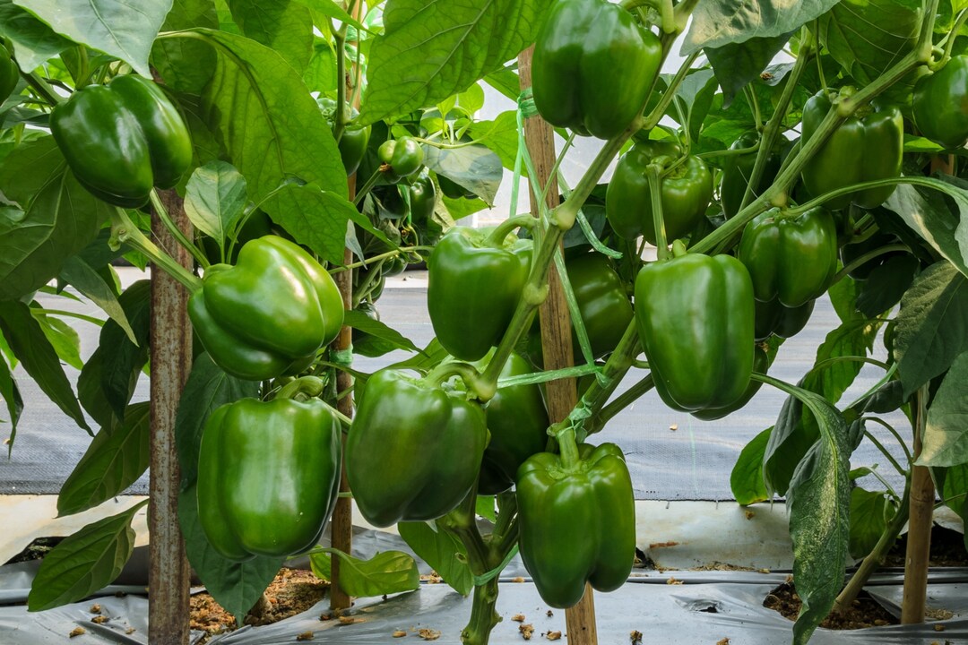 Emerald Giant Sweet Pepper, 1 Lb Organic Seeds, High Germination, Open ...