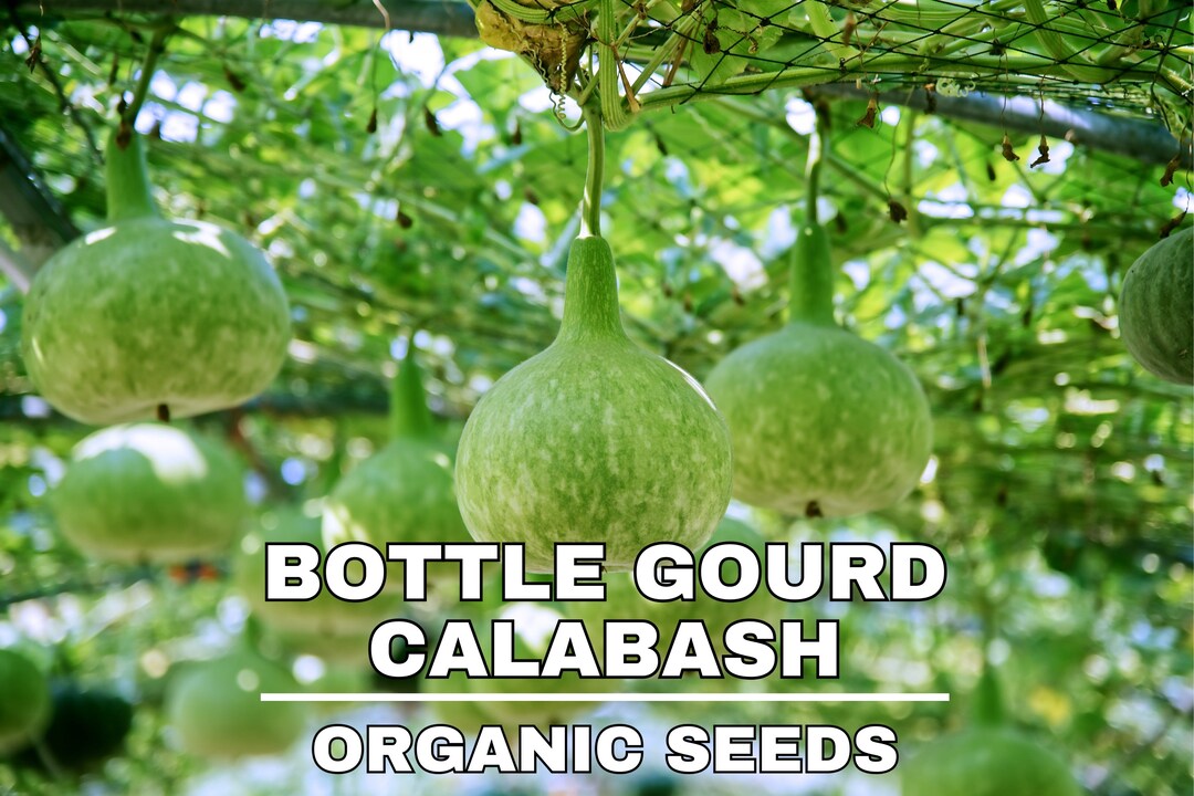 Bottle Gourd Calabash Organic Seeds,5+ Count Bottle Gourd Calabash Seed ...
