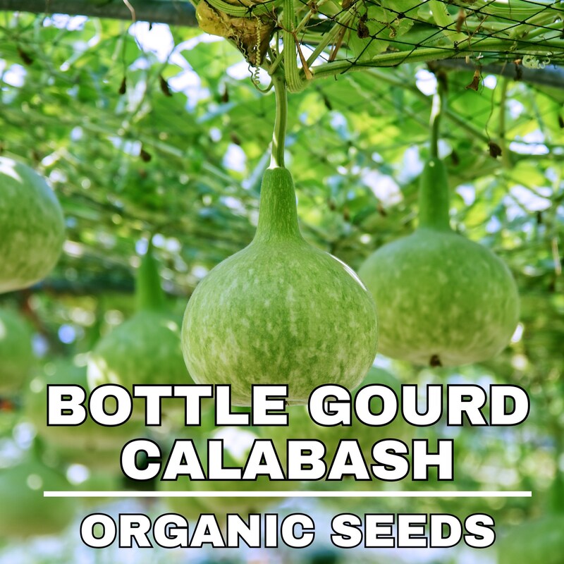 Calabash Gourd - Etsy