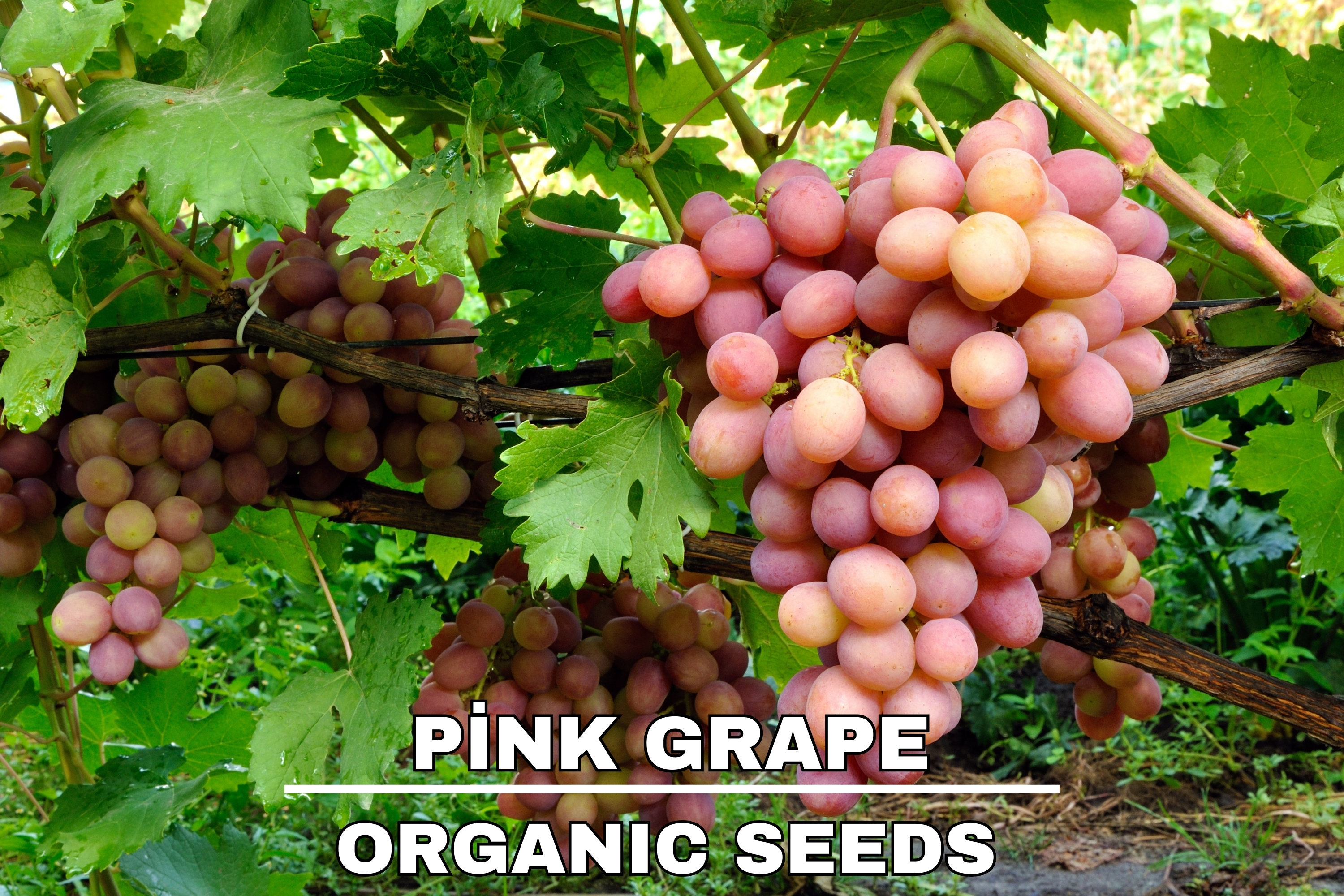 Pink Grape Organic Seeds, 10 Count Pink Grape Seeds, Home Gardening ...