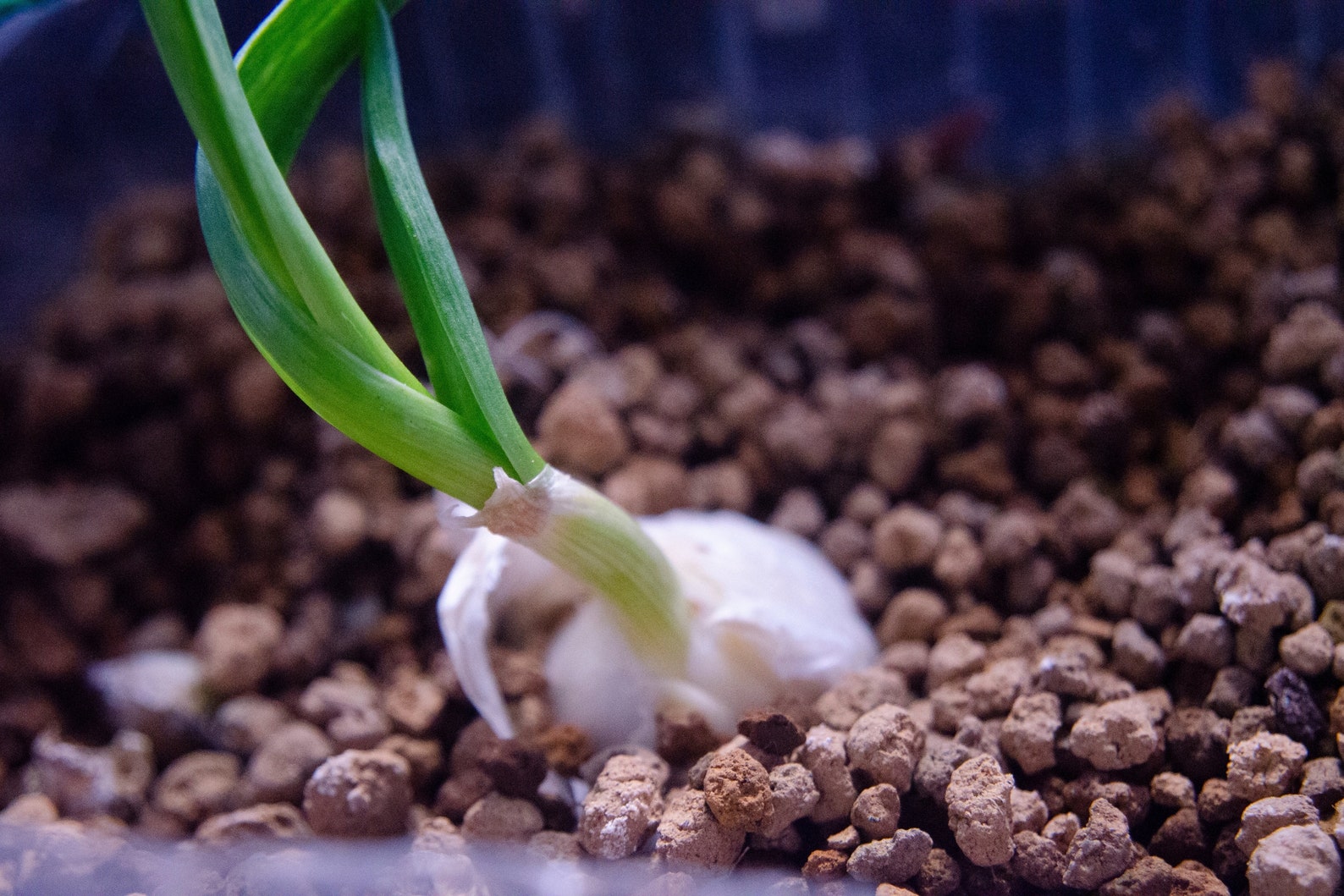 Genuine Native Garlic Organic Seeds, 10 Count,genuine Native Garlic ...