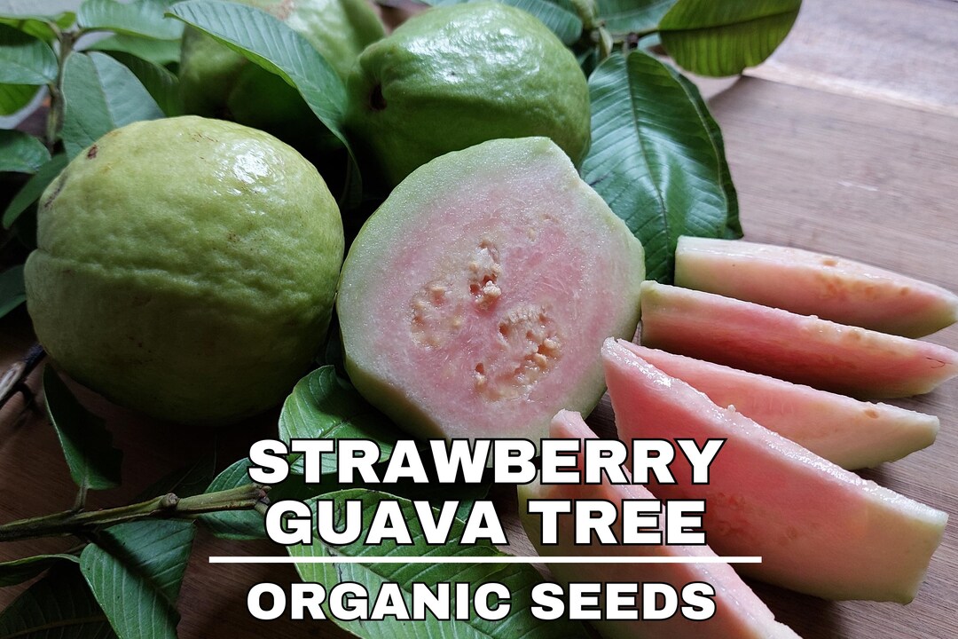 Strawberry Guava Tree Seeds, Organic, Heirloom, Non-gmo, 5+ Count ...