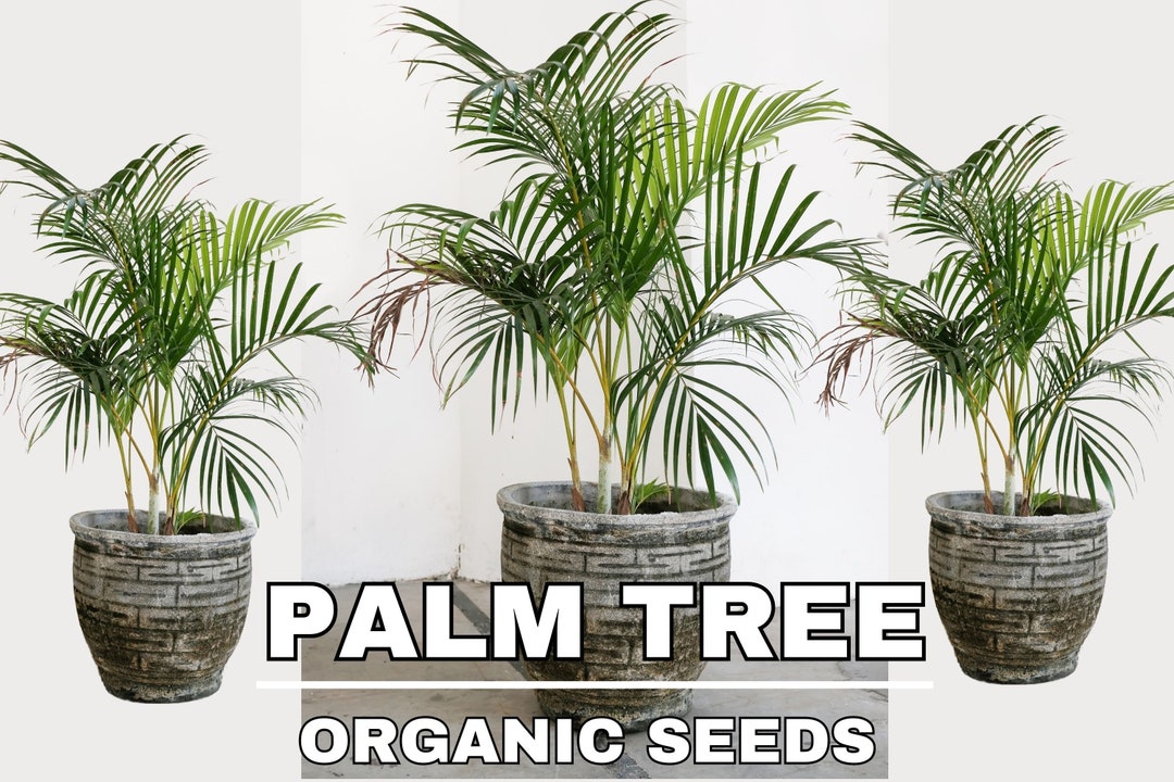 Palm Tree Organic Seeds, 10+ Count, Palm Tree Ohhum, Home Gardening ...