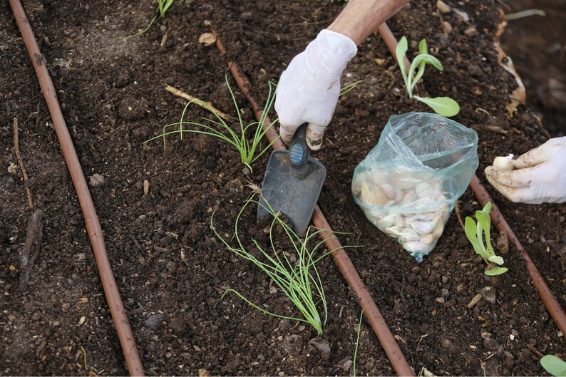 Genuine Native Garlic Organic Seeds, 10 Count,genuine Native Garlic ...