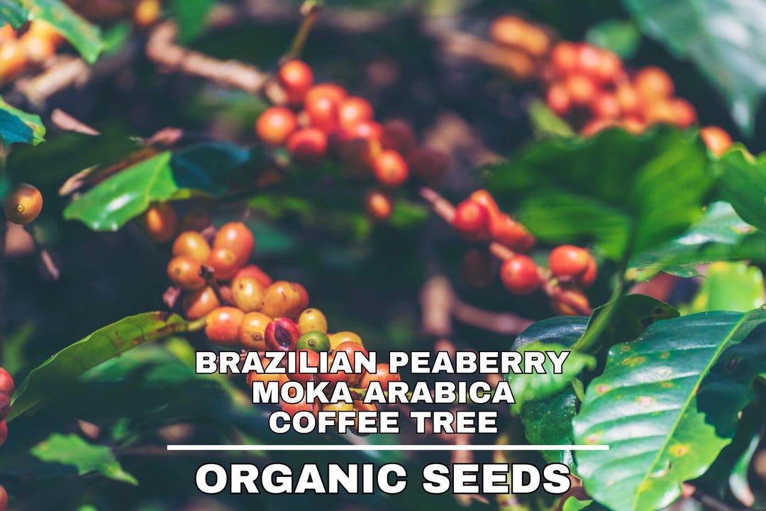 Brazilian Peaberry Moka Arabica Coffee Tree Seeds, 10+ Count Organic Coffee Tree Seeds, Heirloom ...