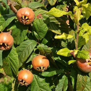 Mispel-Baum Bio-Samen, 10+ Count, Mispel-Fruchtsamen, Hausgartenarbeit ...